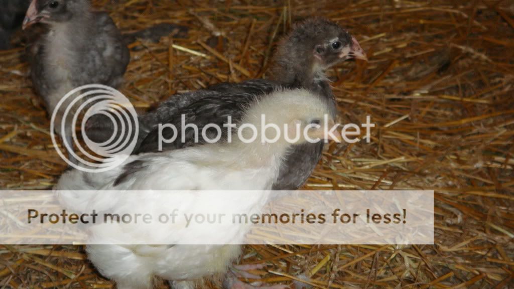 new Blue Copper Marans chicks + Q's + pictures! | BackYard Chickens ...